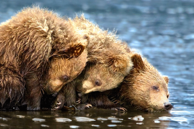Brown Bears in the Crosshairs of the Johnson Tract Mine Project ...